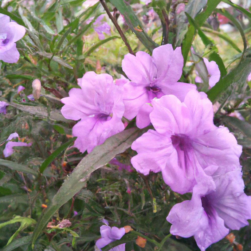 Kobea – efektowne pnącze na balkon i do ogrodu. Jak wygląda uprawa ...