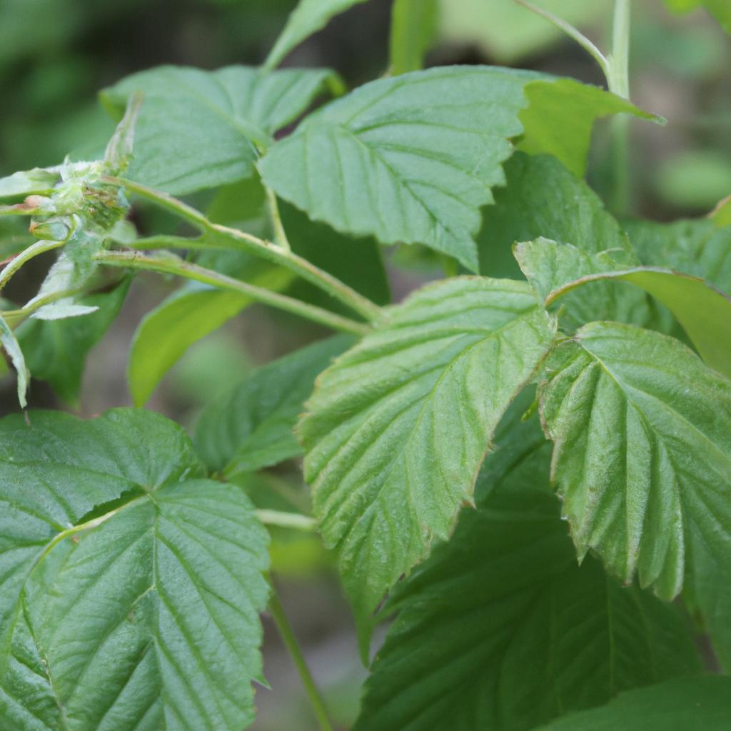 Malina właściwa (Rubus idaeus) – warunki uprawy i nawożenie krzewu z ...