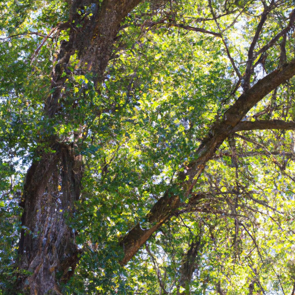 Topola (Populus L.) uznawana jest za jedno z bardziej alergizujących ...