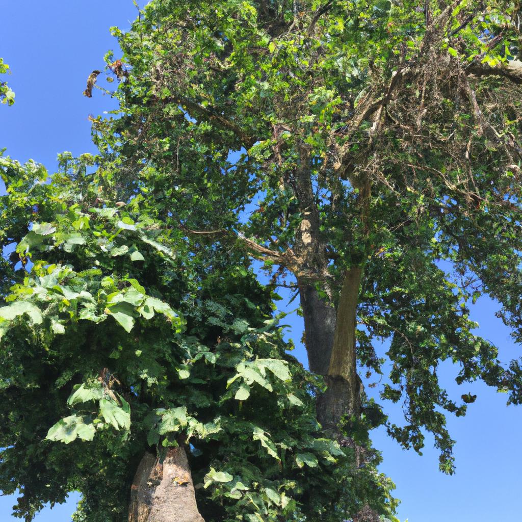 Topola czarna – uprawa populus nigra w ogrodzie. Sadzonki, odmiana i ...