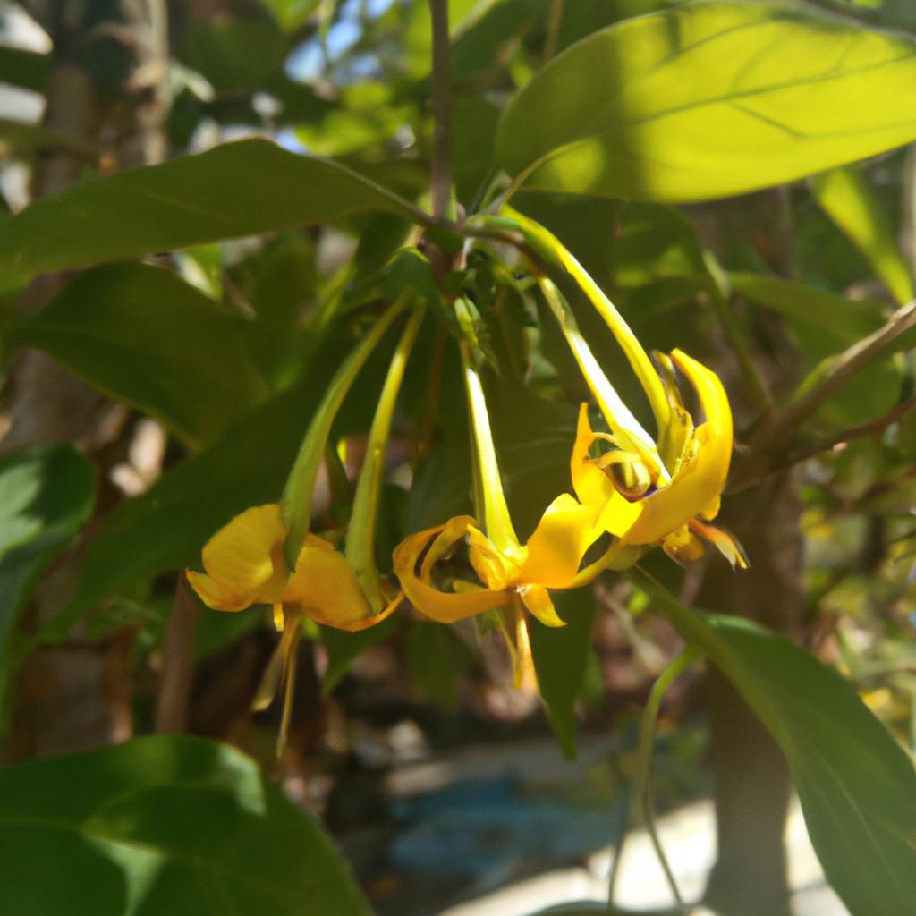 Wiciokrzew zaostrzony (Lonicera acuminata) – jak wygląda jego uprawa i ...